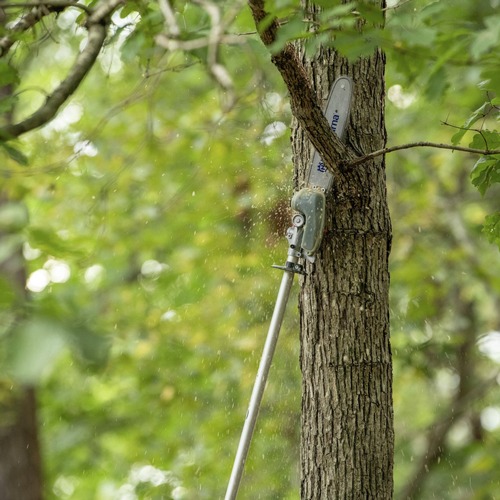 switch from a tree branch